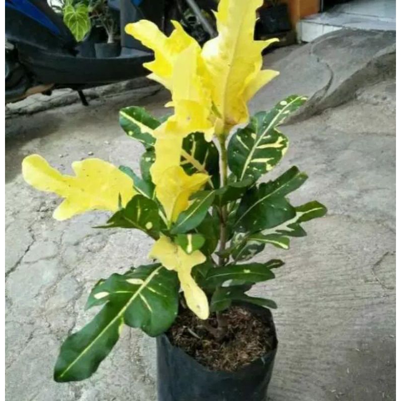 Jual Tanaman Hias Puring Zet Terang Bulan | Shopee Indonesia