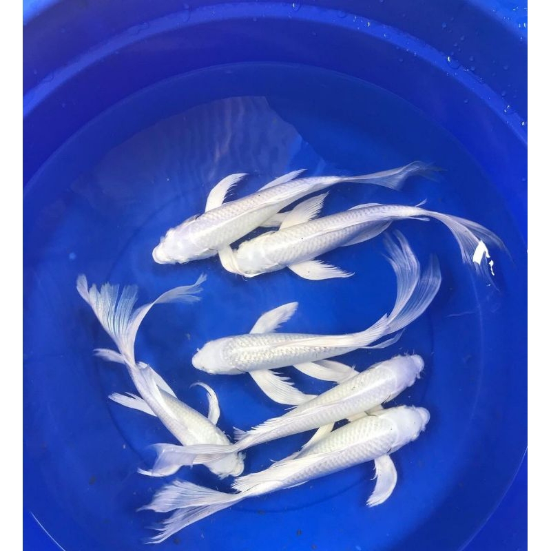 Jual koi paket isi 5, Showa, Shiro,utsuri, shusui, platinum kumpai ...