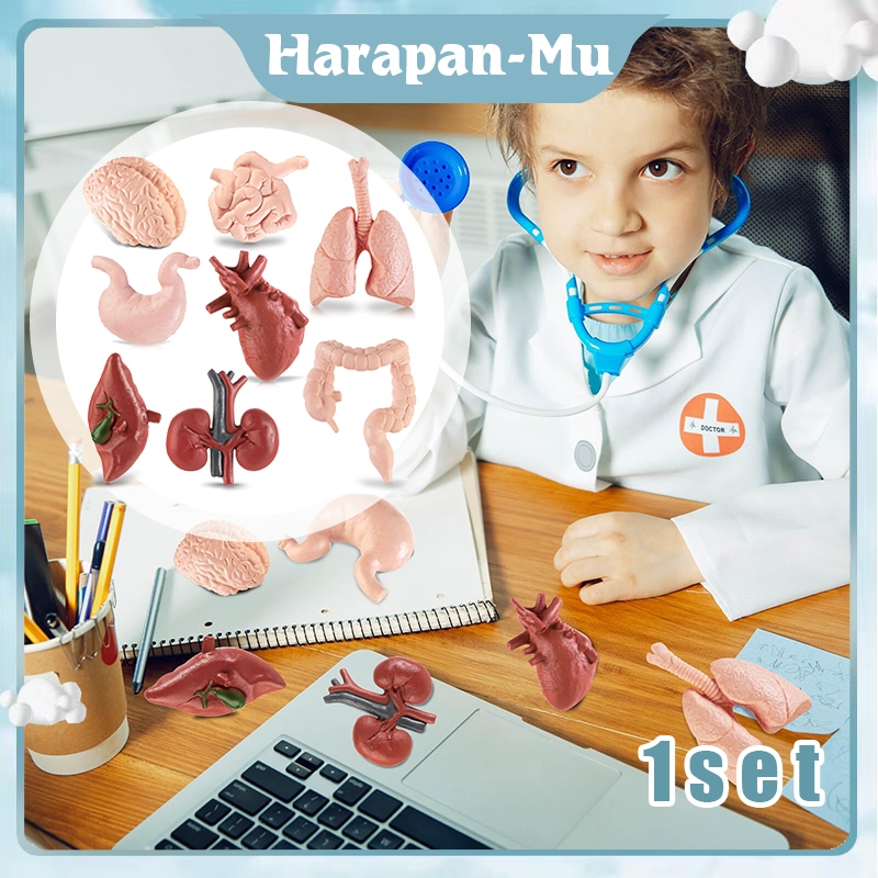 Jual 8 PCS Organ Tubuh Manusia Mainan Montessori Anak Simulasi Organ ...