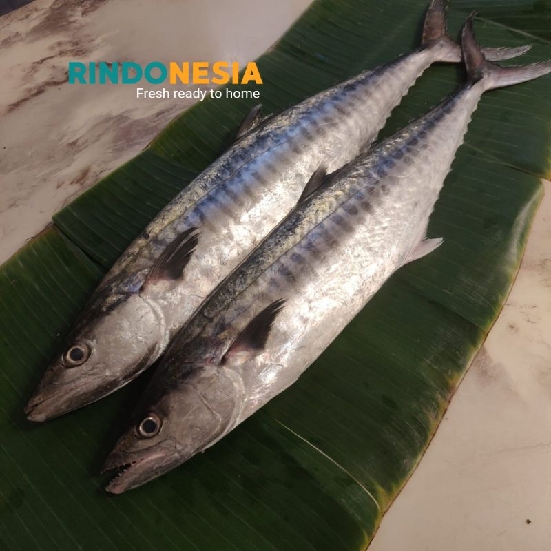 Jual IKAN LAUT ⫸ TENGGIRI, SEGAR, BULAT, SISIK, KINGFISH Fillet Pasar ...