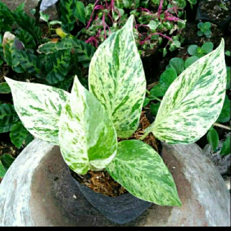 Jual Tanaman Hias Sirih Marble Quin | Shopee Indonesia