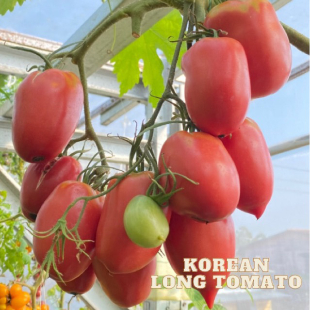 Jual Mini garden -( 8 benih ) KOREAN LONG TOMATO - rare, heirloom and ...