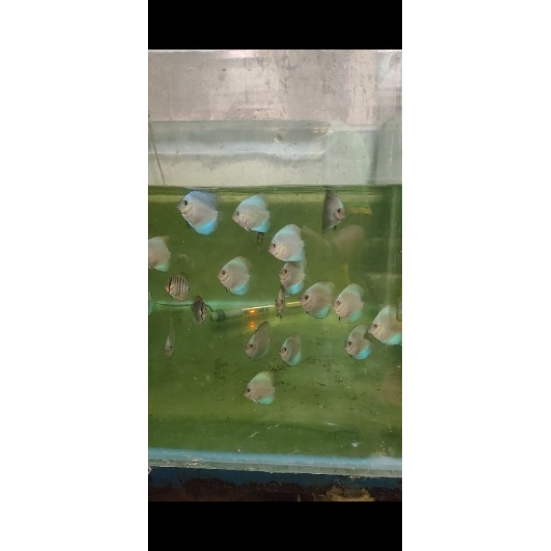Jual Ikan Discus Blue Diamond | Shopee Indonesia