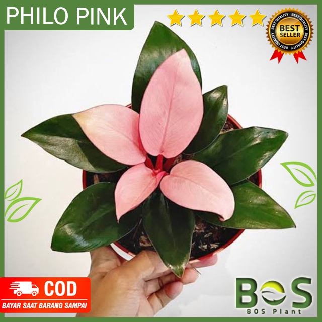 Jual Tanaman Hias PHILO PINK CONGO - PINK KONGO - BAKUL KEMBANG ...