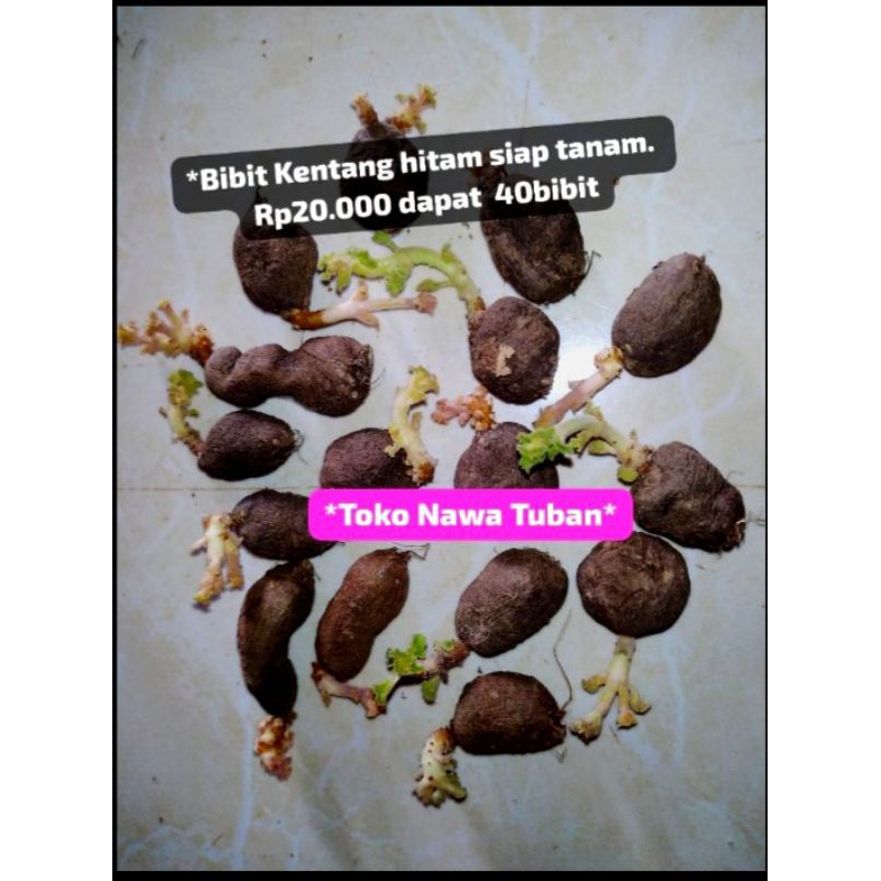 Jual bibit kentang hitam siap tanam dan perawatan . kentang kleci ...