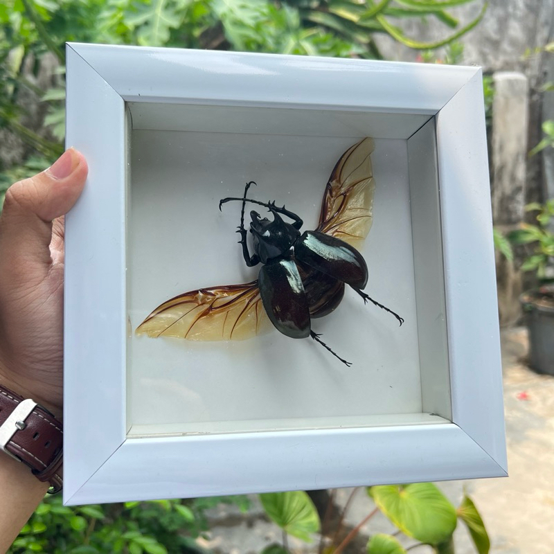 Jual Insektarium Kumbang Tanduk / Awetan Serangga | Shopee Indonesia