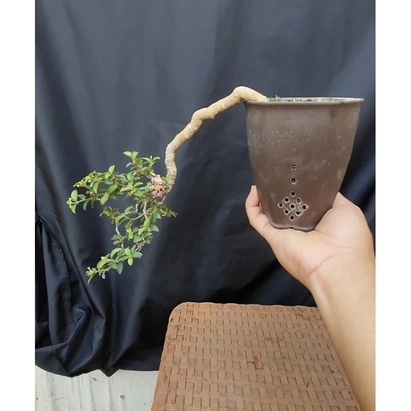 Jual Bonsai Sakura Micro sudah kawat | Shopee Indonesia