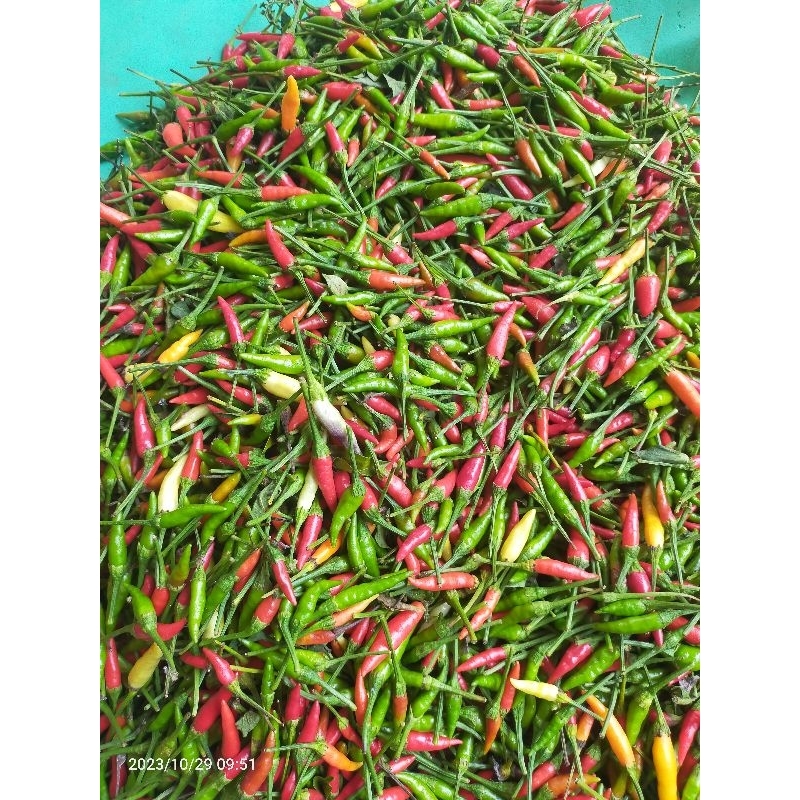 Jual cabe setan/cabe rawit hijau organik 1kg | Shopee Indonesia