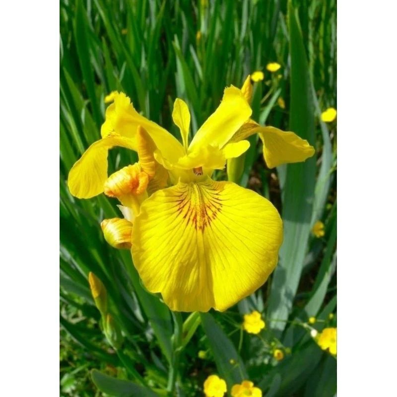 Jual TANAMAN AIRIS KUNING/TANAMAN PAGAR AIRIS (Tanaman Pelengkap Pagar ...