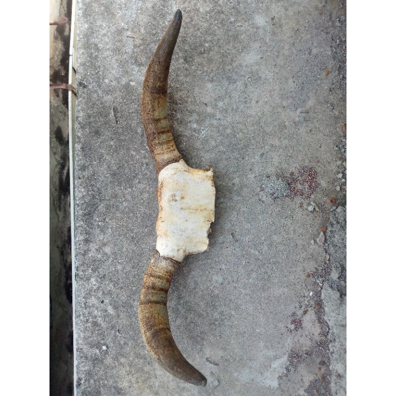 Jual TANDUK SAPI/TENGKORAK SAPI | Shopee Indonesia