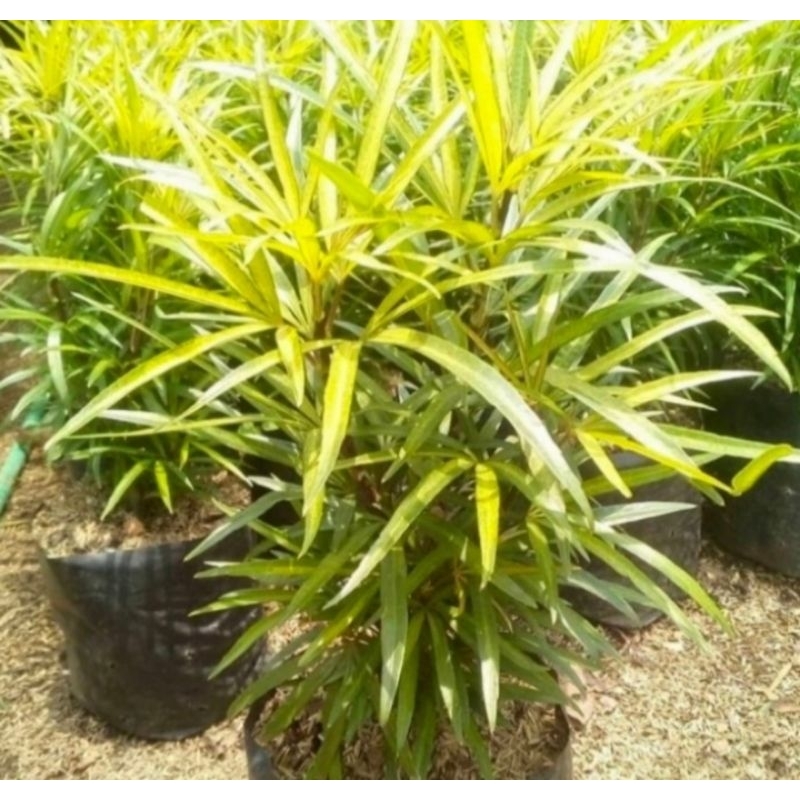 Jual Tanaman Hias Ararea Kuning Tanaman Ararea Kuning Murah | Shopee ...