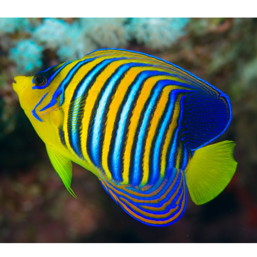 Jual Angel Doreng / Regal Angelfish / ikan hias air laut / Tankmate ...