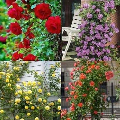 Jual Bibit / Benih Biji Bunga Mawar Rambat Climbing Rose Mix Color Isi ...