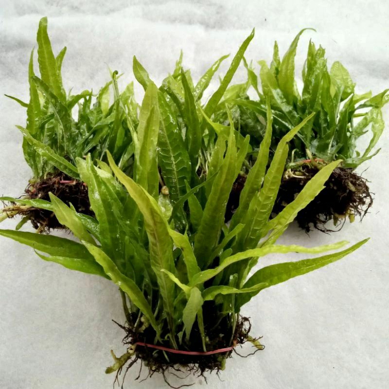 Jual Kadaka mini Java Fern mini tanaman aquascape tumbuh baik tanpa CO2 ...