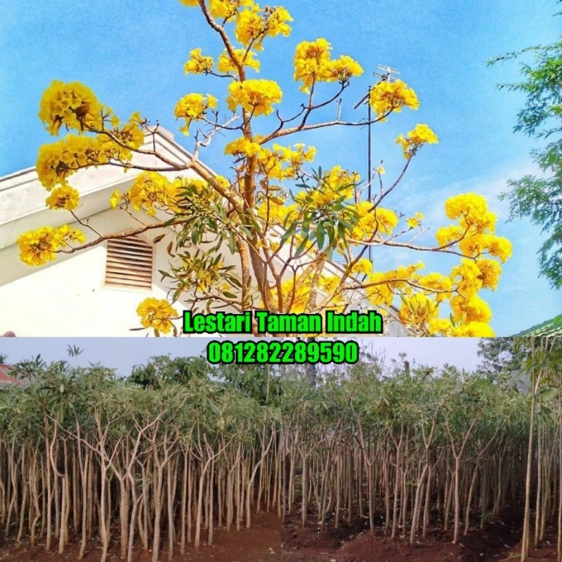 Jual tanaman hias bunga tabebuya kuning 2 meter pohon tabebuya bunga ...