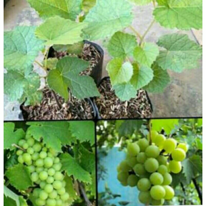 Jual bibit pohon anggur inpor trans ,beli =5=bonus=3=pohon anggur ...