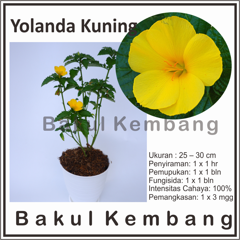 Jual Yolanda kuning (Myosurus L. Ranunculus)- Tanaman hias bunga ...