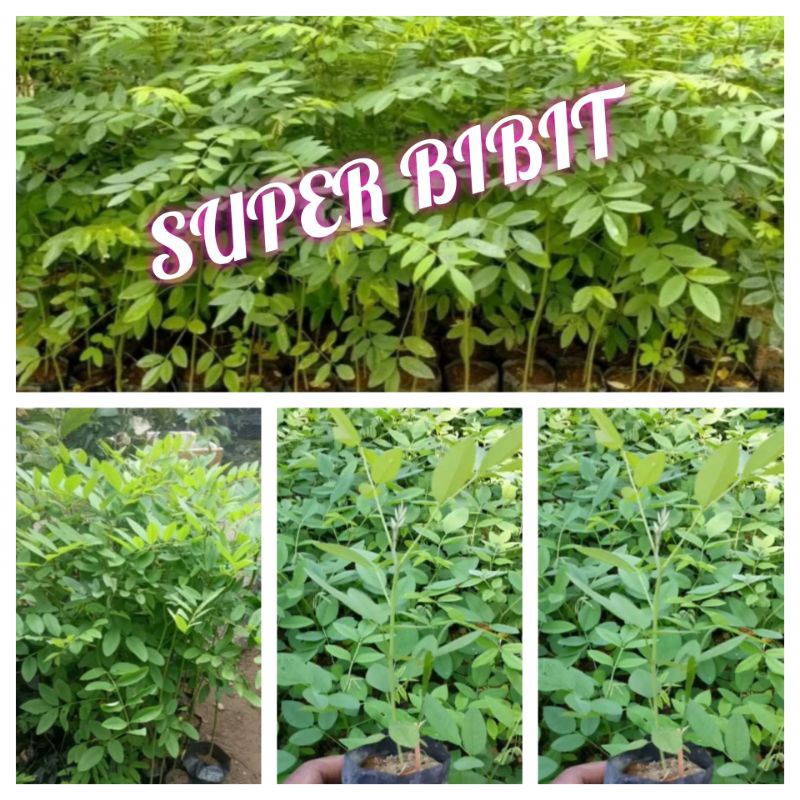 Jual Bibit indigofera tinggi 40 cm siap tanam murah meriah full akar ...