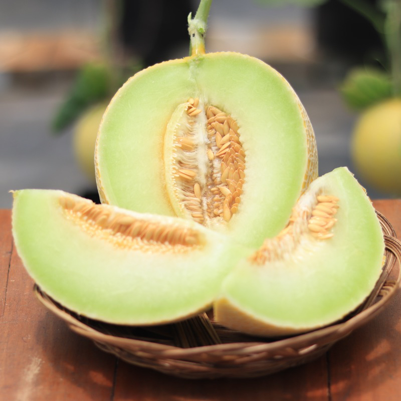 Jual Melon Inthanon (Golden emerald melon sultan) | Shopee Indonesia