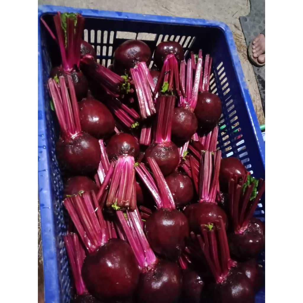 Jual BUAH BIT segar/beetroot/buah penambah darah/1kg | Shopee Indonesia