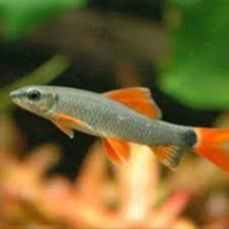 Jual hiasan aquarium Redfin Shark | Shopee Indonesia