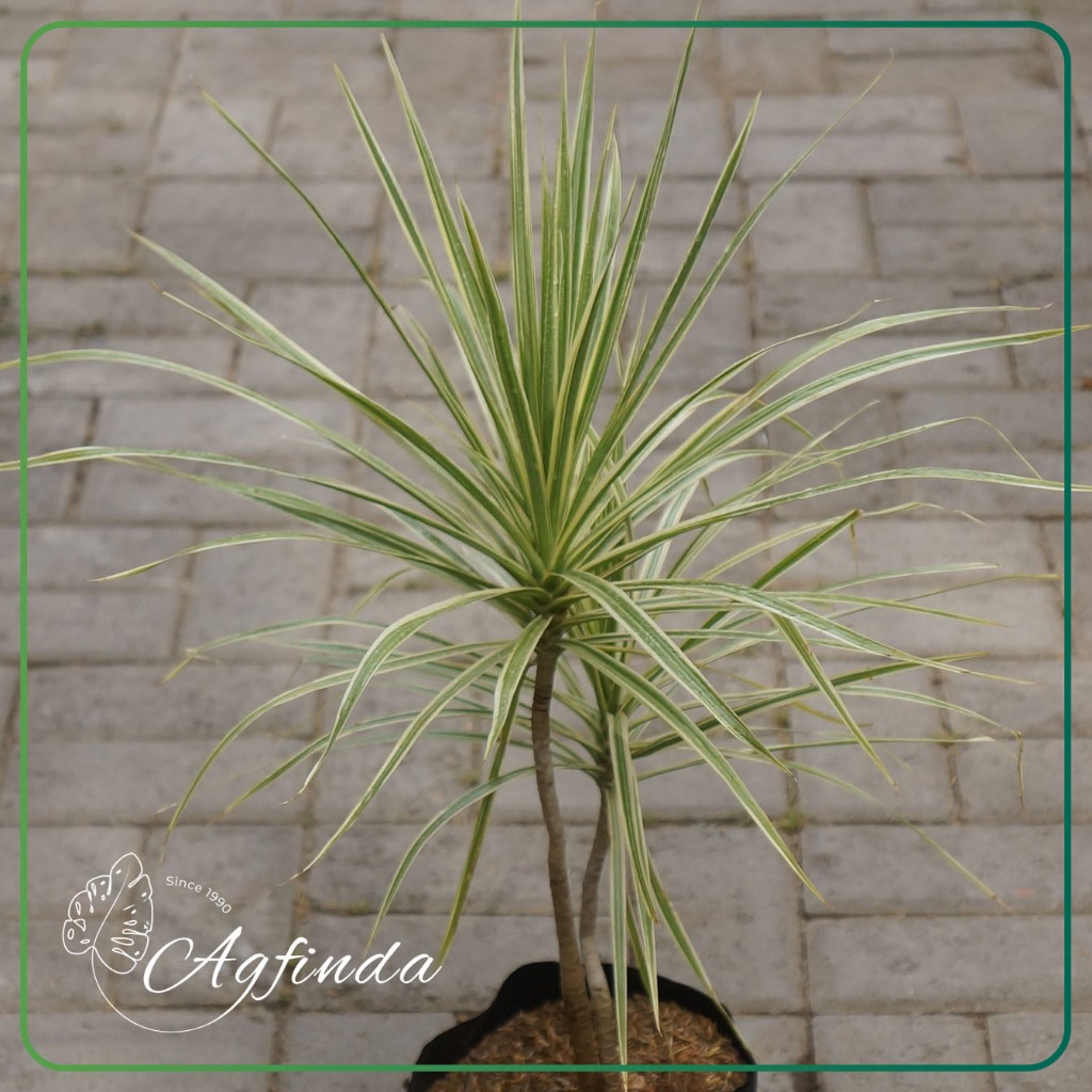 Jual Tricolor | Tanaman Hias Outdoor | Tanaman Tricolor (Dracaena ...