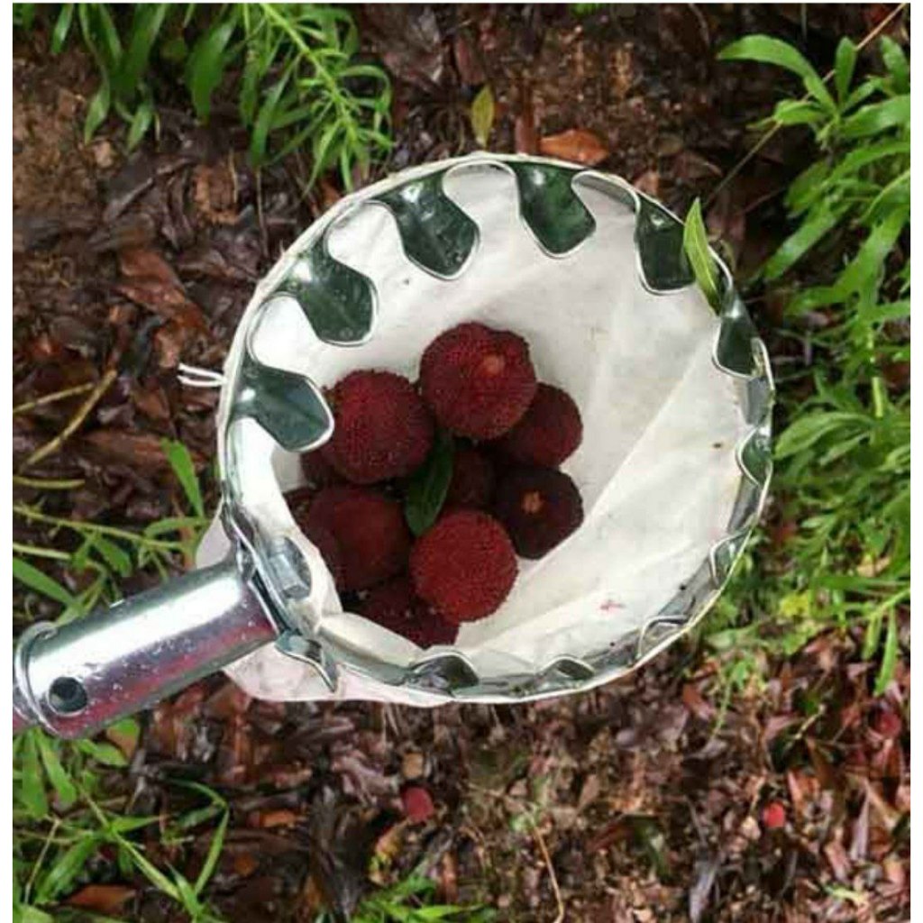 Jual PETER PICKER- ALATPETER PICKER- ALAT PETIK BUAH TANPA MEMANJAT ...