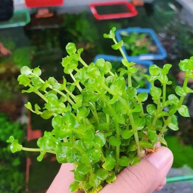 Jual rotala sp green tanaman aquascape aquarium | Shopee Indonesia