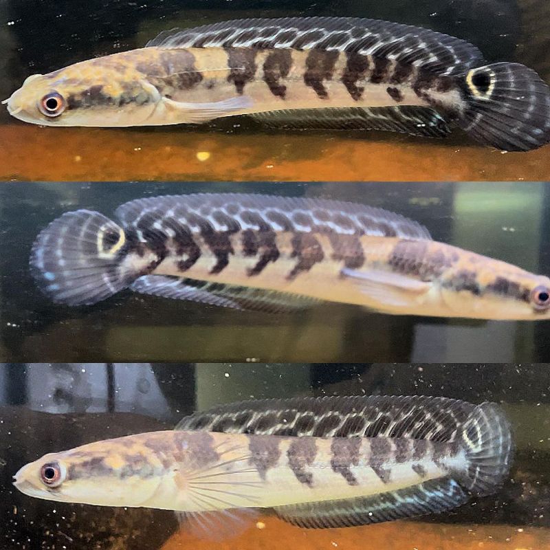 Jual COD MARU YELLOW SENTARUM SORTIRAN 15CM-23CM CABUNG DAN BAR SIMET ...