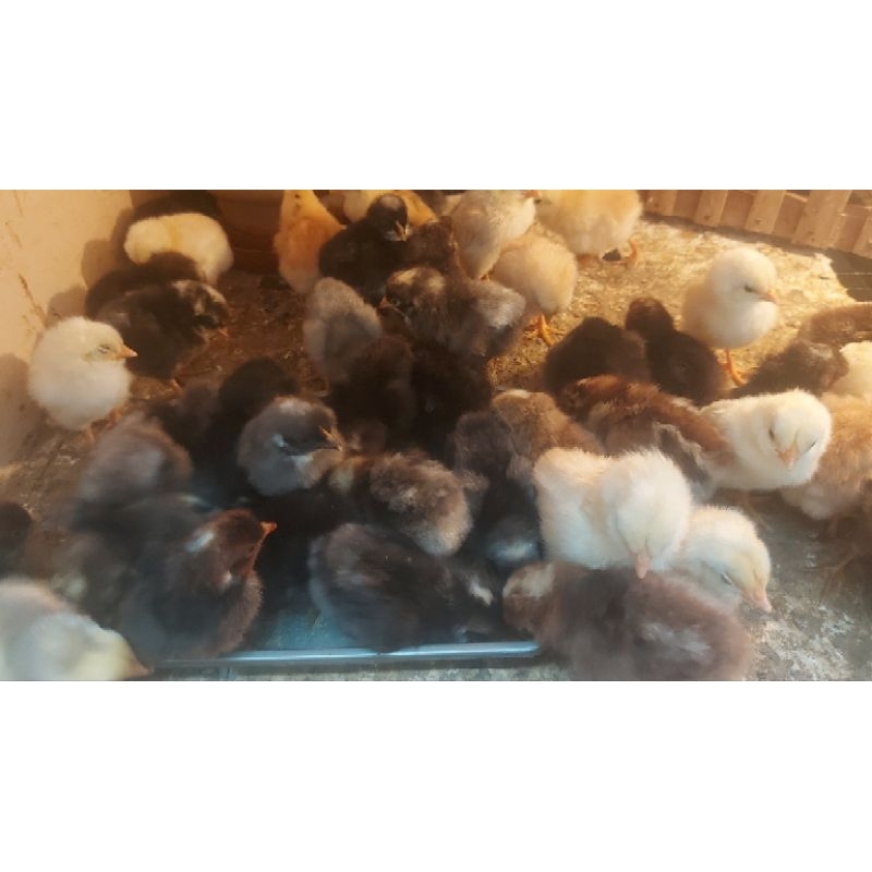 Jual Anakan Ayam Kampung Unggul/Bibit Ayam Kampung Unggul (DOC) SUPER ...