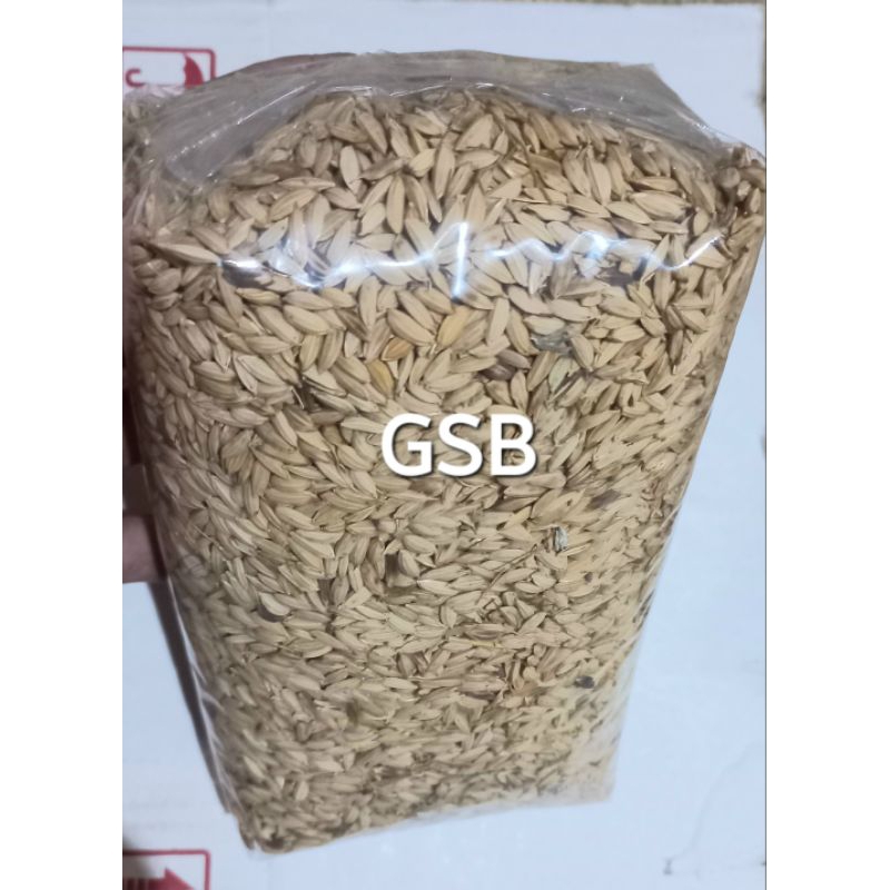 Jual Jual benih bibit padi beras merah unggul pilihan 500 gram | Shopee ...