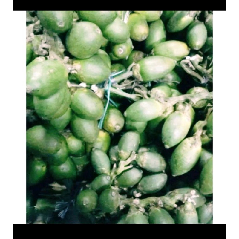 Jual pinang muda 1kg /penambah stamina /buah jebug | Shopee Indonesia