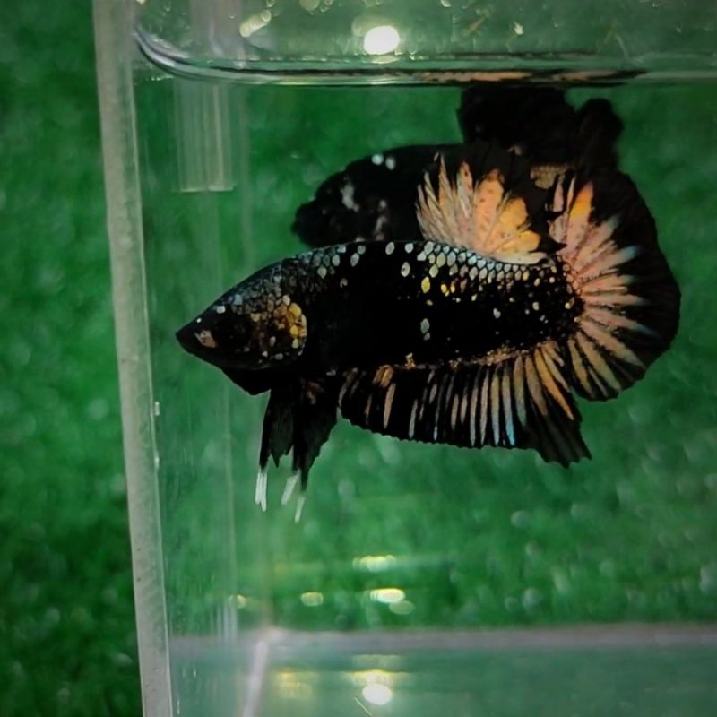 Jual AVATAR COOPER MUTASI 50% | Shopee Indonesia