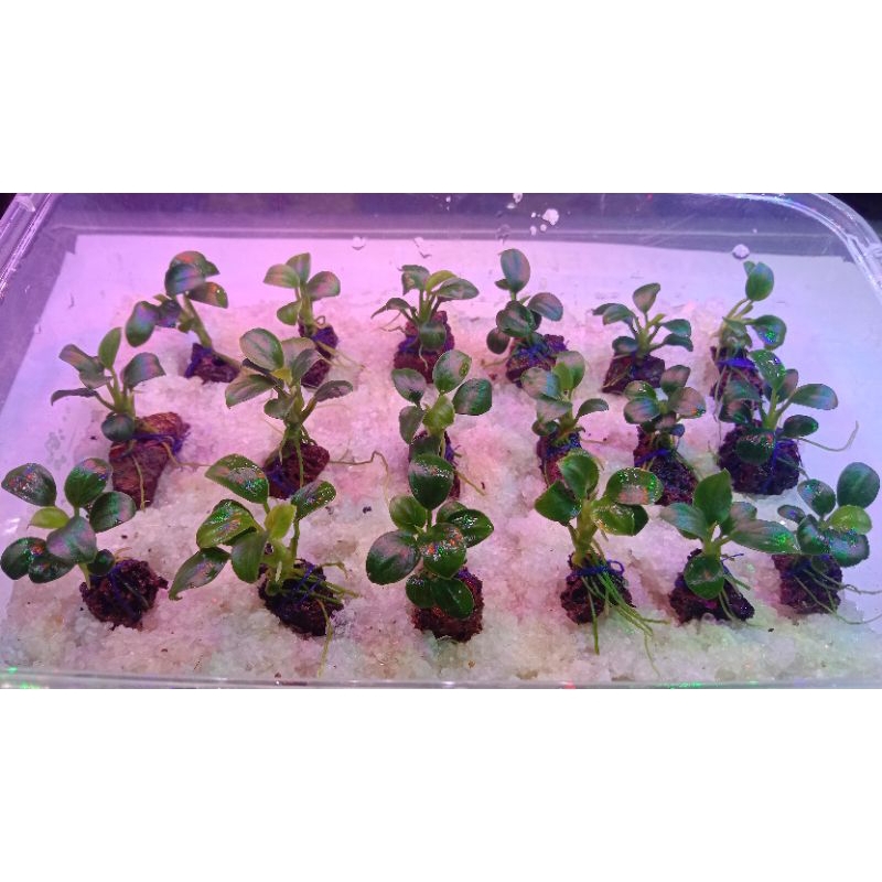 Jual Paket 10 rhizome Anubias petit full daun air | Shopee Indonesia