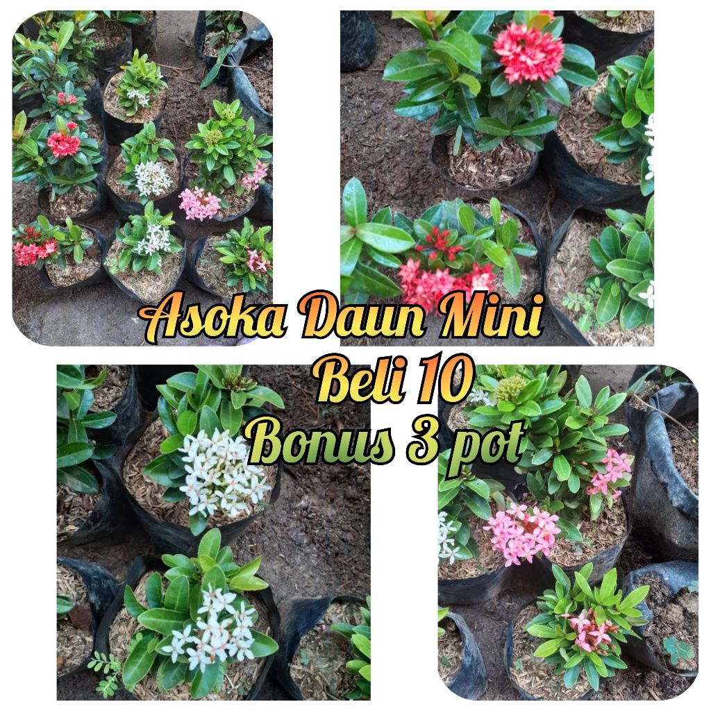 Jual ASOKA DAUN MINI BELI 10 BONUS 3 | Shopee Indonesia