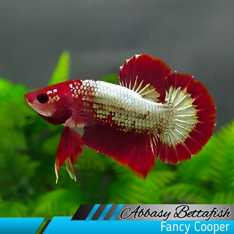 Jual Plakat Fccp Red Head Fancy Cooper Male ( Real Pict) | Shopee Indonesia