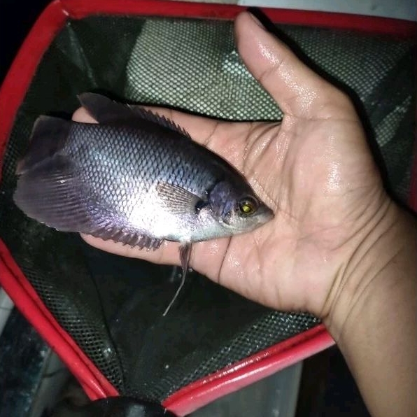 Jual bibit ikan gurame soang 4 jari | Shopee Indonesia