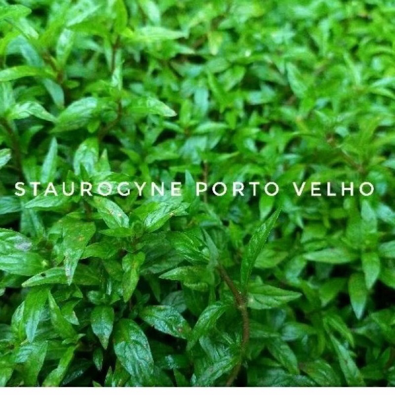 Jual Strogen Porto 5 batang | Shopee Indonesia