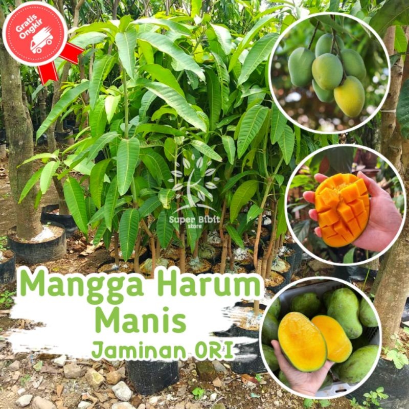 Jual Pohon Mangga Harumanis | Cepat Berbuah | BIBIT OKULASI / SAMBUNG ...