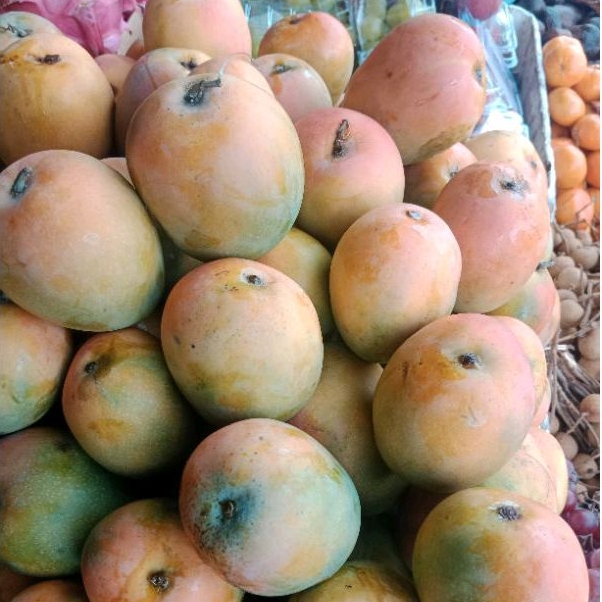 Jual Buah Mangga Gedong Gincu Fresh 1 Kg Shopee Indonesia