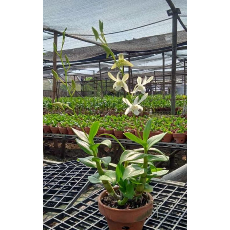 Jual Anggrek Dendrobium Caesar White dewasa | Shopee Indonesia