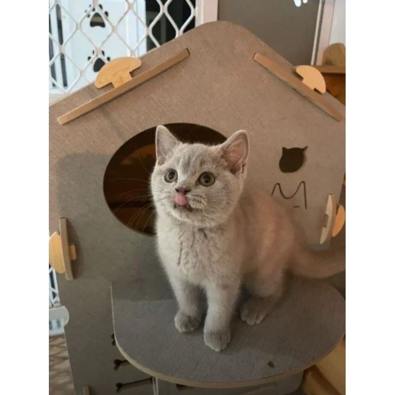 Jual KUCING KITTEN BSH LILAC || BRITISH SHORTHAIR LILAC | Shopee Indonesia