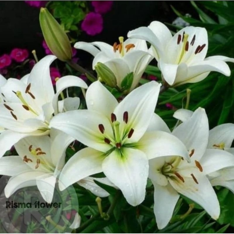 Jual BUNGA AMARILIS BESAR PUTIH HIJAU / TANAMAN HIAS POHON AMARILIS BUNGA BESAR / BIBIT TANAMAN ...