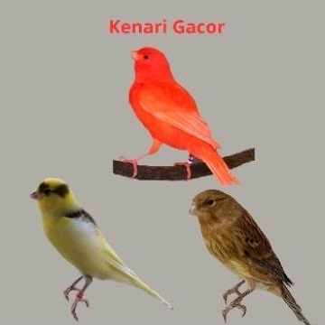 Jual Kenari Lokal Bunyi / Gacoran | Shopee Indonesia