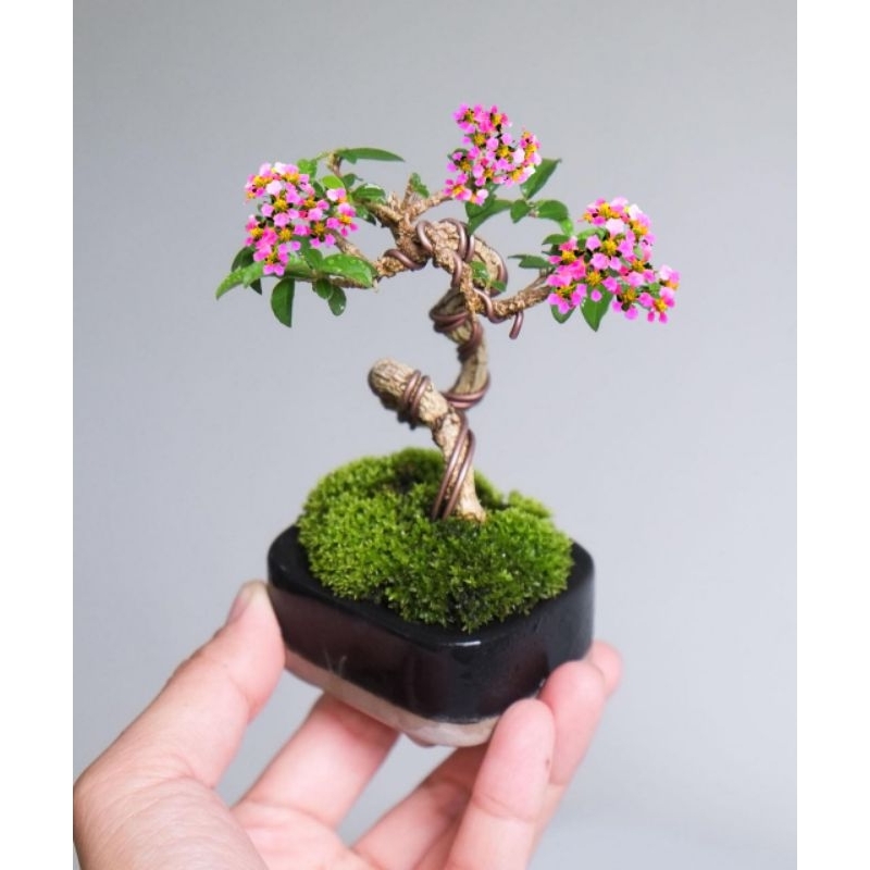 Jual Bonsai Mini Sakura Super micro Sudah Siap Pajang Disertakan pot ...