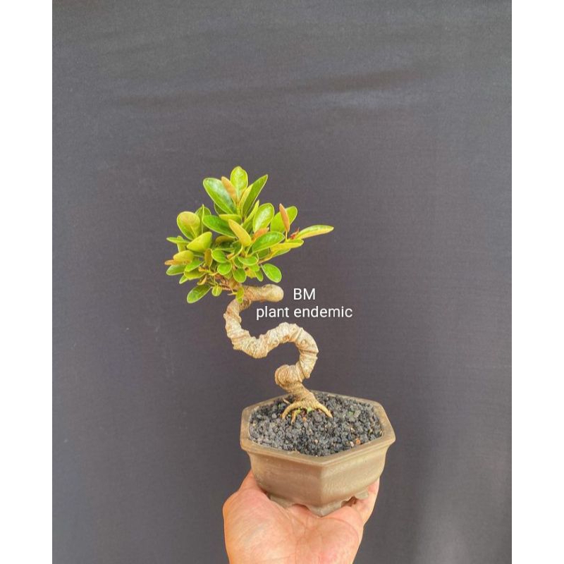 Jual tanaman bonsai red bowl micro (red dolar micro) | Shopee Indonesia