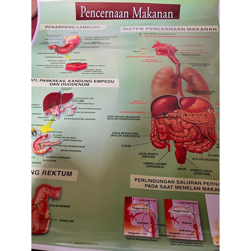 Jual POSTER MODEL PENCERNAAN MANUSIA EDUKASI PENDIDIKAN BIOLOGI TERLARIS | LAMBUNG USUS ANUS ...