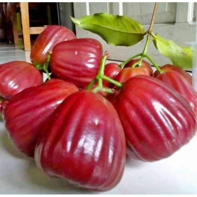 Jual bibit jambu dalhari hasil okulasi super cepat berbuah | Shopee ...