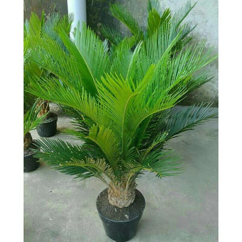 Jual palem sikas/ mawar Jambe jumbo 8-11daun panjang daun 30-45cm promo ...