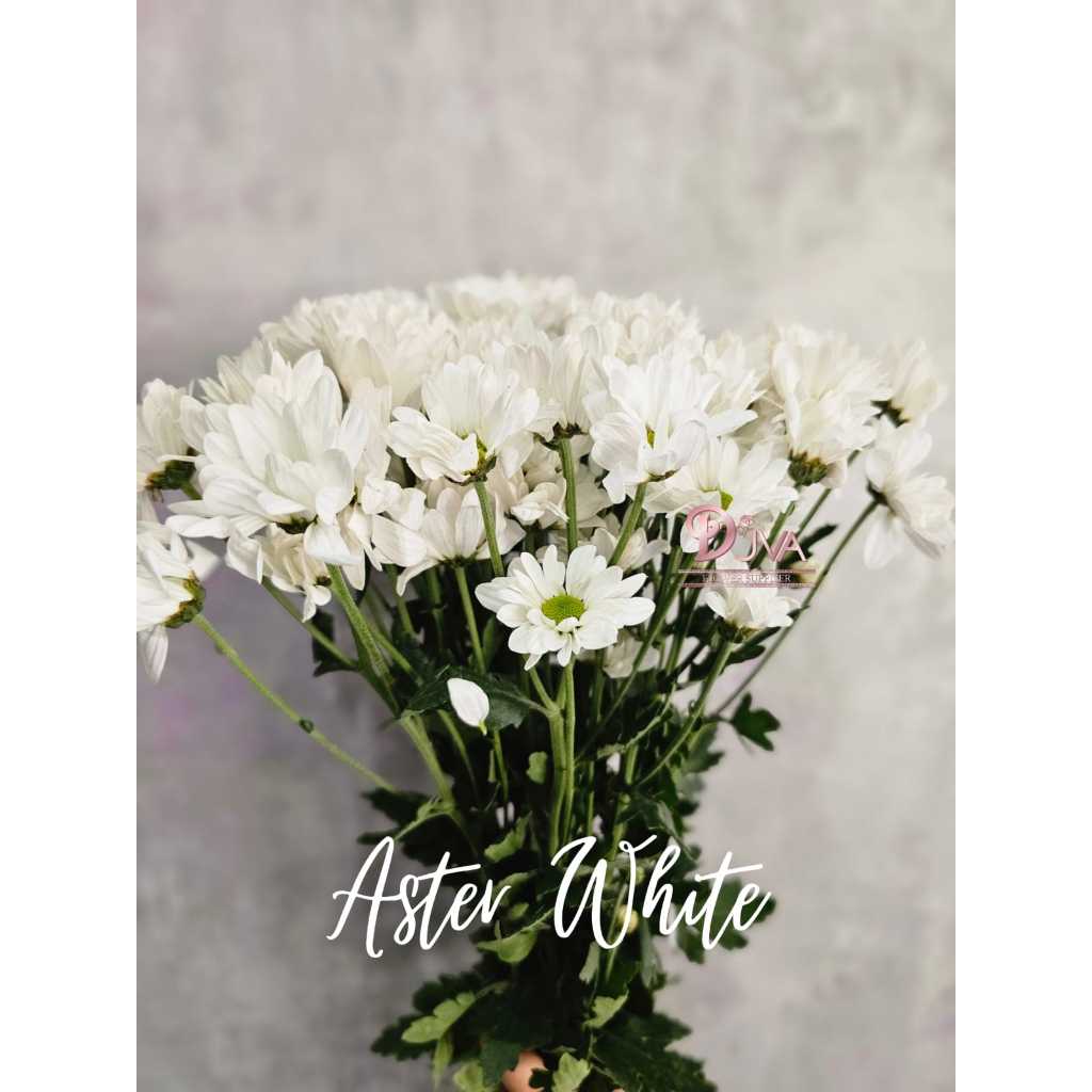 Jual Bunga Potong/Bunga Segar/Fresh Flower Aster Daisy Dekorasi Bunga ...
